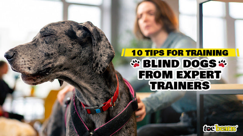 10 Tips for Training Blind Dogs from Expert Trainers - toe beans