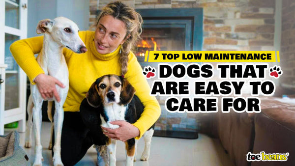 7 Top Low-Maintenance Dogs That Are Easy to Care For - toe beans