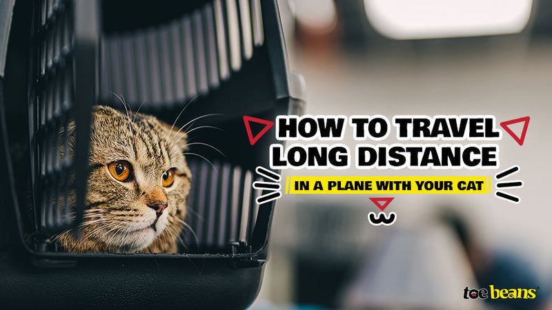 How to Travel Long Distance in a Plane with Your Cat - toe beans