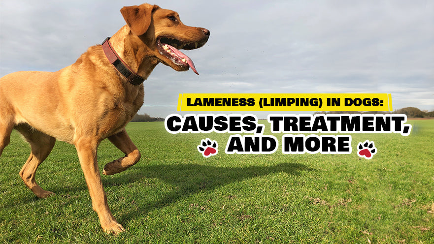 Lameness (Limping) in Dogs: Causes, Treatment, and More - toe beans