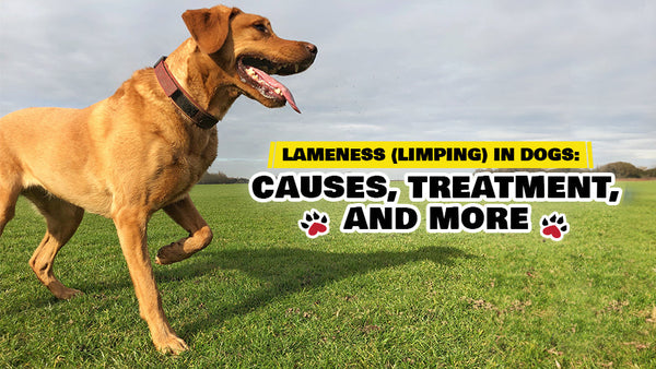 Lameness (Limping) in Dogs: Causes, Treatment, and More - toe beans