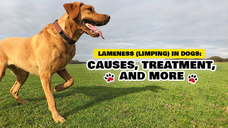 Lameness (Limping) in Dogs: Causes, Treatment, and More - toe beans