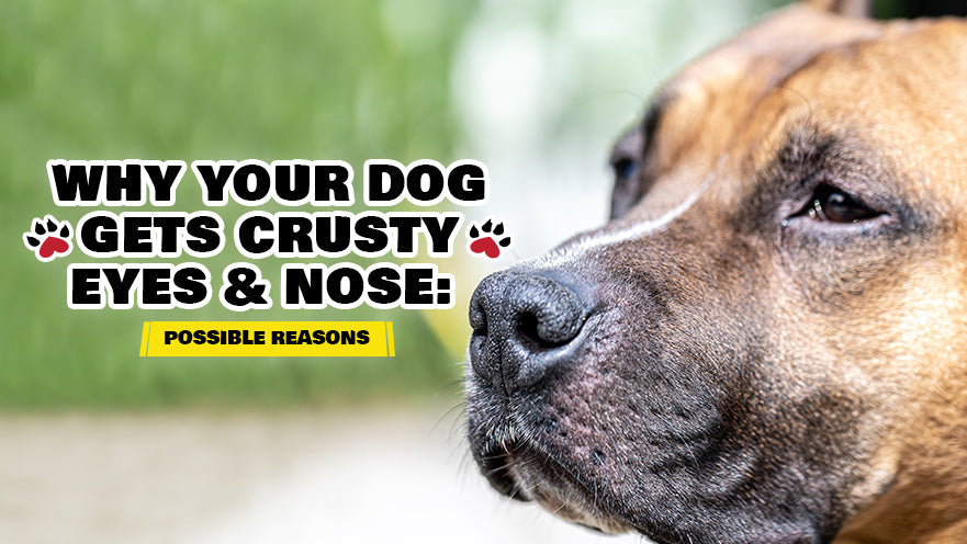 Why Your Dog Gets Crusty Eyes and Nose: Possible Reasons - toe beans