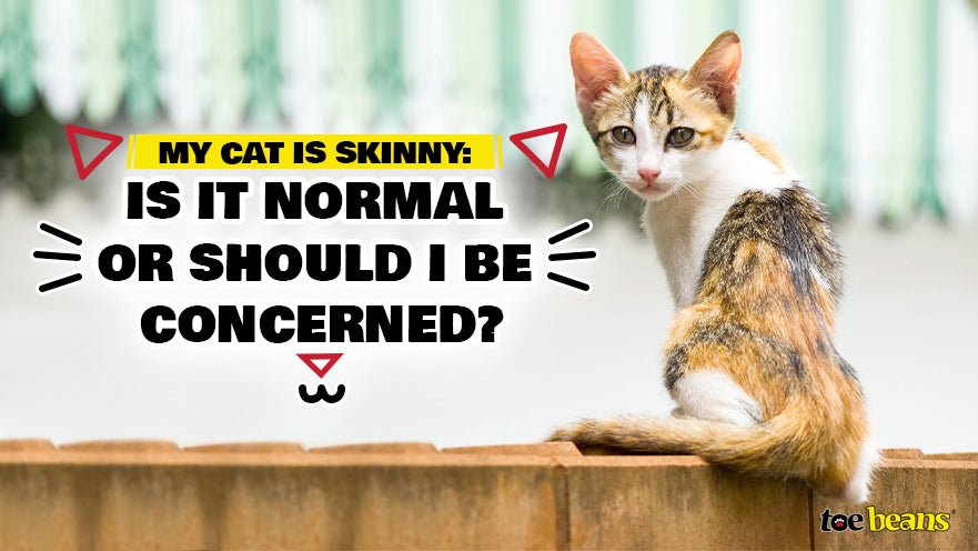 My Cat Is Skinny: Is It Normal or Should I Be Concerned? - toe beans