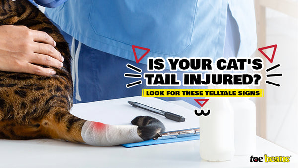Is Your Cat's Tail Injured? Look for These Telltale Signs - toe beans