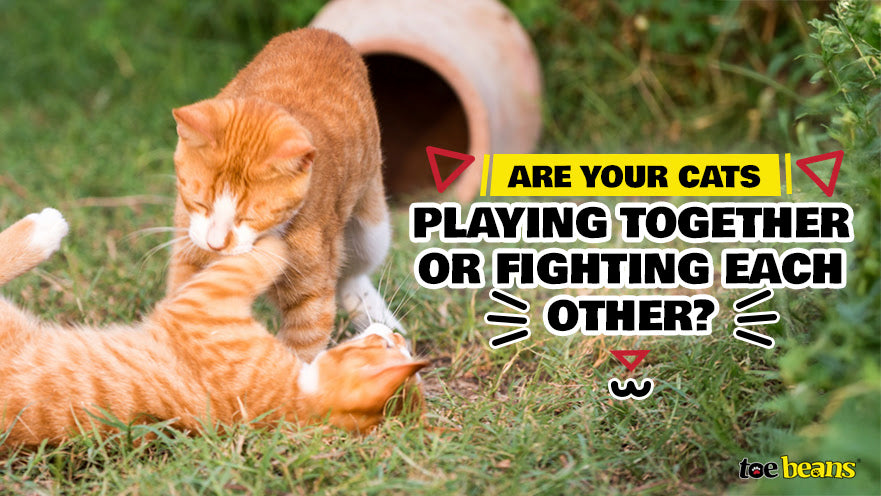 Are Your Cats Playing Together or Fighting Each Other? - toe beans
