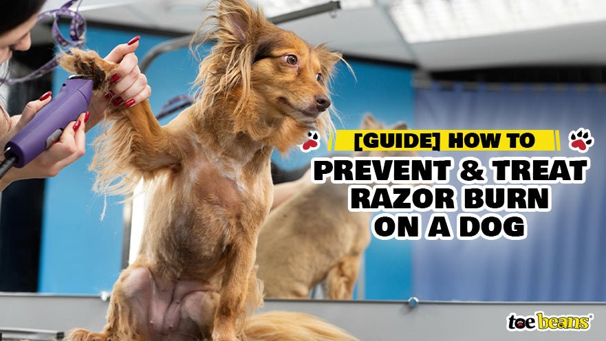 [Guide] How to Prevent and Treat Razor Burn on a Dog - toe beans