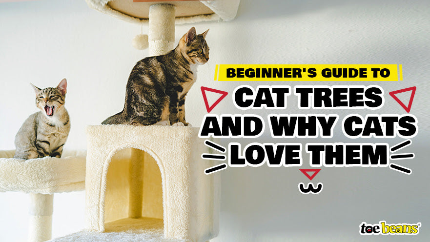 Beginner's Guide to Cat Trees and Why Cats Love Them - toe beans