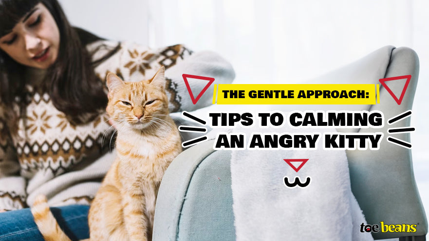 The Gentle Approach: Tips for Calming an Angry Kitty - toe beans