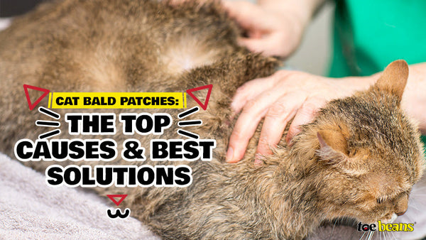Cat Bald Patches: The Top Causes and Best Solutions - toe beans