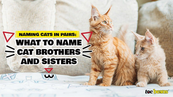 Naming Cats in Pairs: What to Name Cat Brothers and Sisters - toe beans