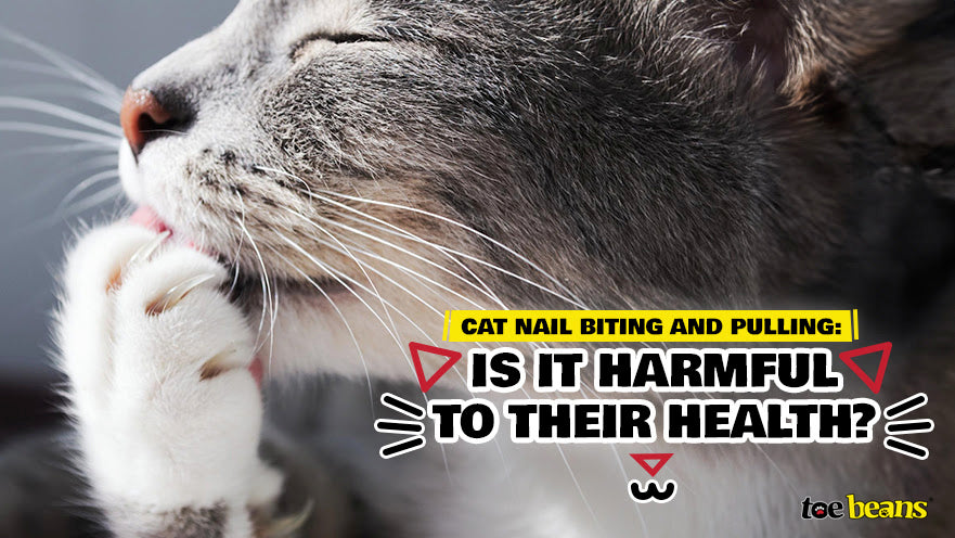 Cat Nail Biting and Pulling: Is It Harmful to Their Health? - toe beans