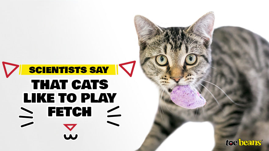 Scientists Say That Cats Like to Play Fetch - toe beans