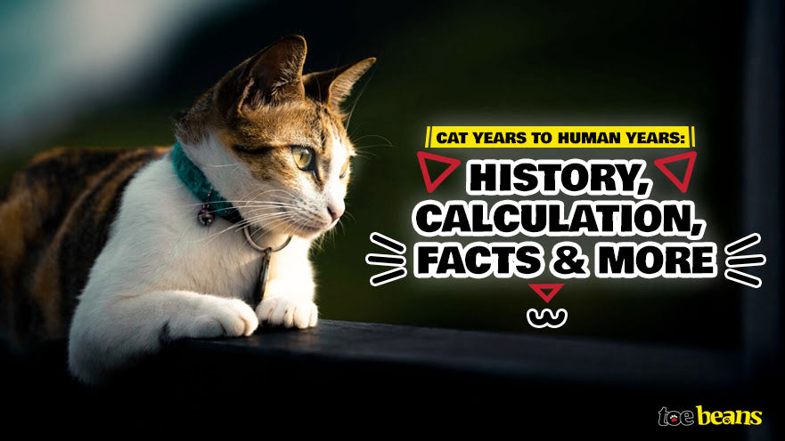 Cat Years to Human Years: History, Calculation, Facts & More - toe beans