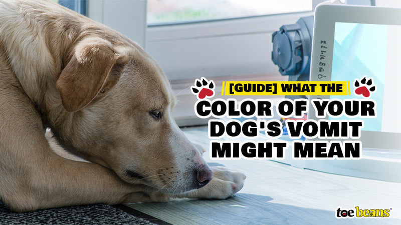 [Guide] What the Color of Your Dog's Vomit Might Mean - toe beans