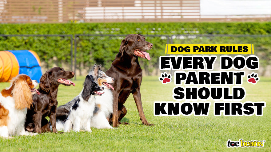 Dog Park Rules Every Dog Parent Should Know First - toe beans