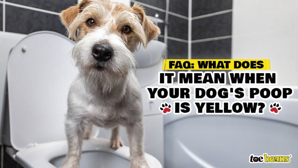 FAQ: What Does It Mean When Your Dog's Poop is Yellow? - toe beans