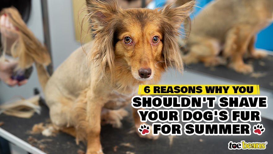 5 Reasons Why You Shouldn't Shave a Dog's Fur For Summer - toe beans