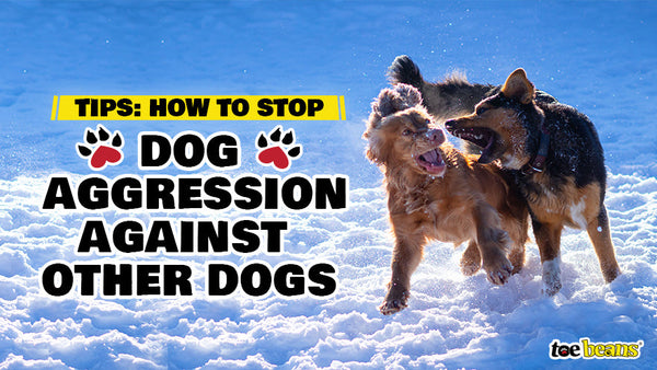 Tips: How to Stop Dog Aggression Against Other Dogs - toe beans