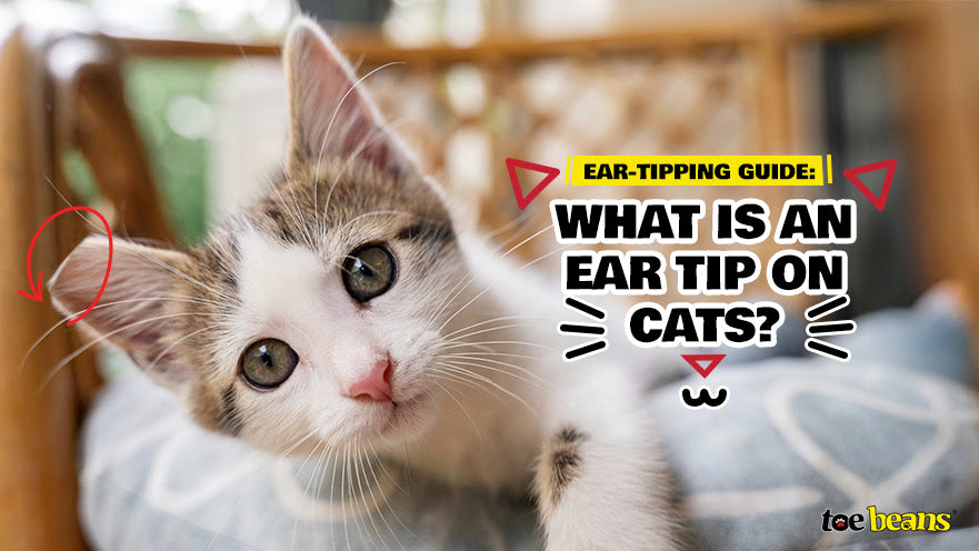 Ear-Tipping Guide: What is an Ear Tip on Cats? - toe beans