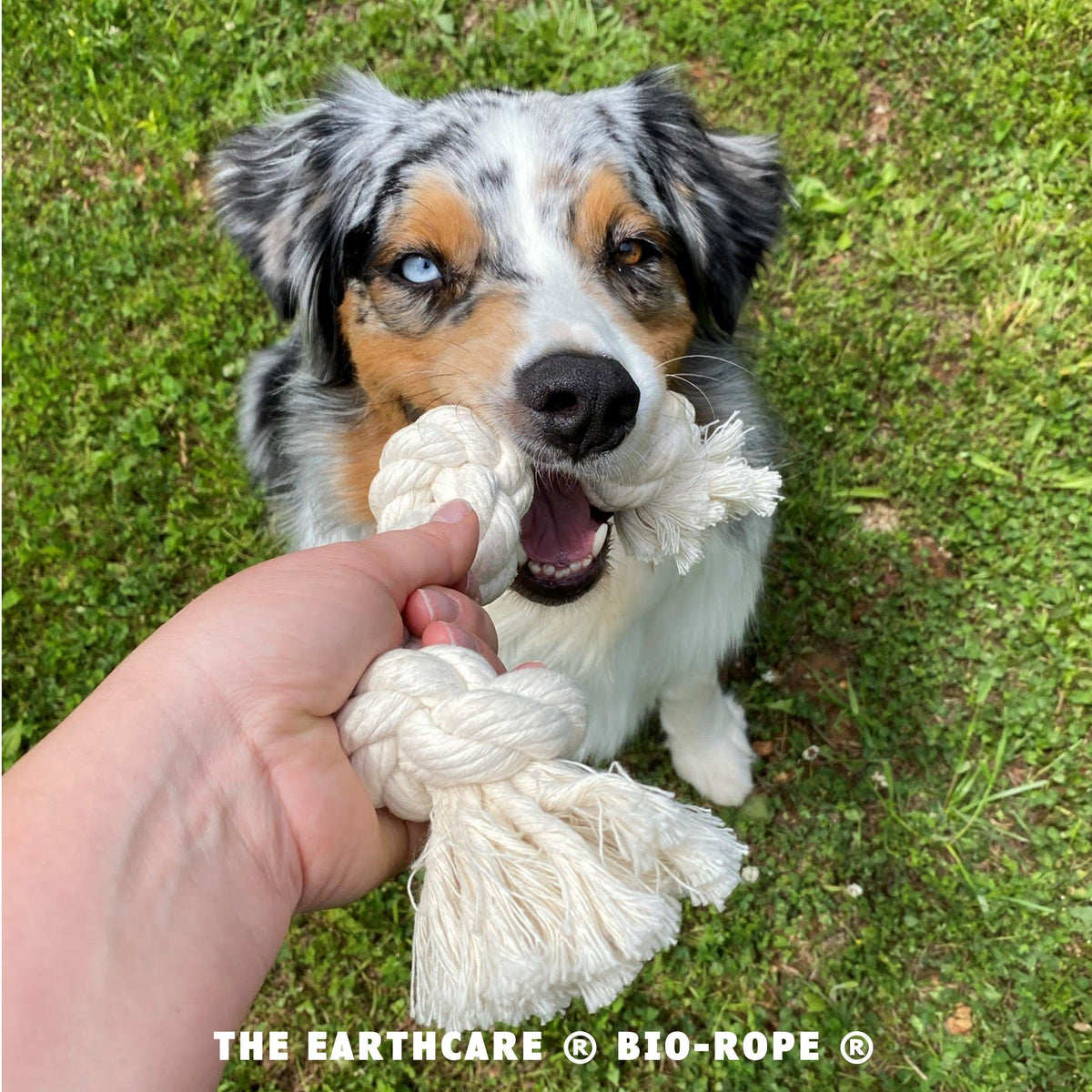 [Guide] Dog Rope Toys : How to Select and Buy Safe Rope Toys - toe beans