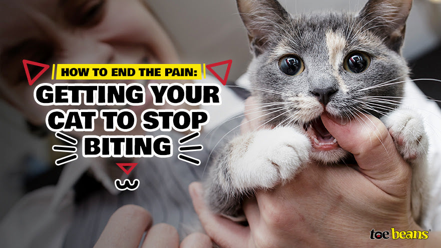 How to End the Pain: Getting Your Cat to Stop Biting - toe beans