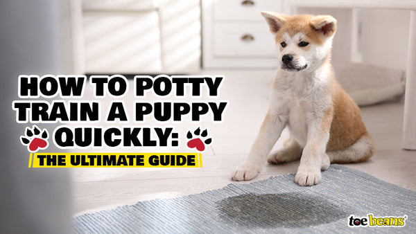 How to Potty Train a Puppy Quickly: The Ultimate Guide - toe beans