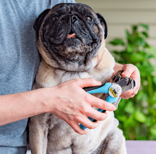 Dog Nail Care: The Dos and Don’ts of Claw Clipping - toe beans