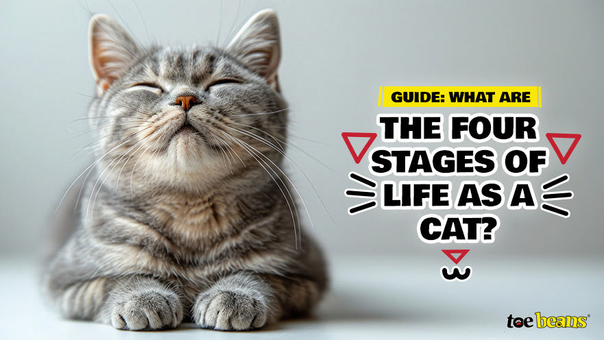 Guide: What Are the Four Stages of Life as a Cat? - toe beans