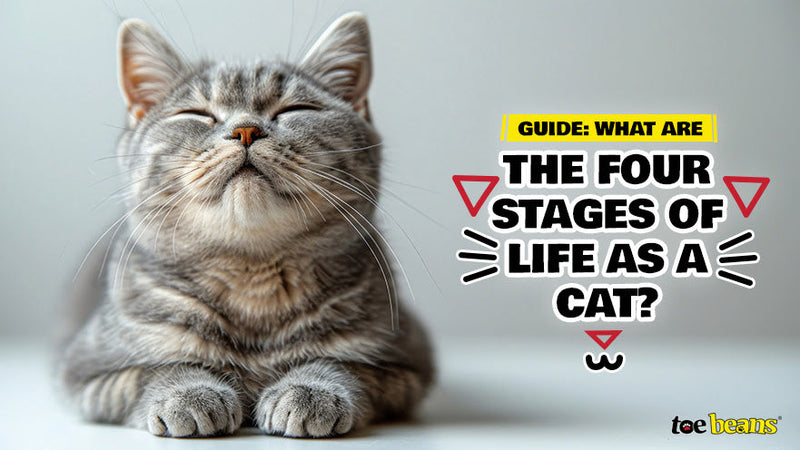 Guide: What Are the Four Stages of Life as a Cat? - toe beans