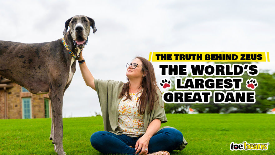 The Truth Behind Zeus, The World’s Largest Great Dane - toe beans