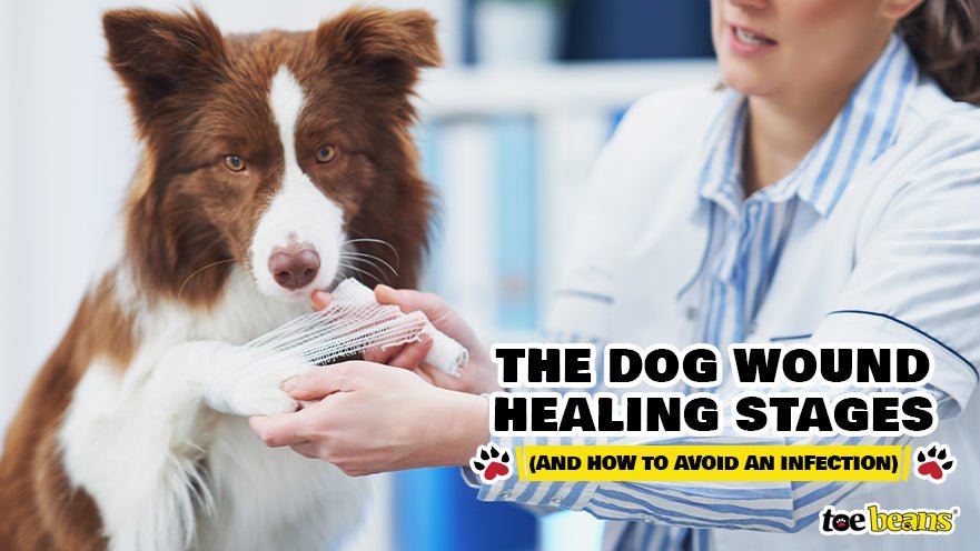 The Dog Wound Healing Stages (And How to Avoid an Infection) - toe beans