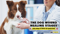 The Dog Wound Healing Stages (And How to Avoid an Infection) - toe beans