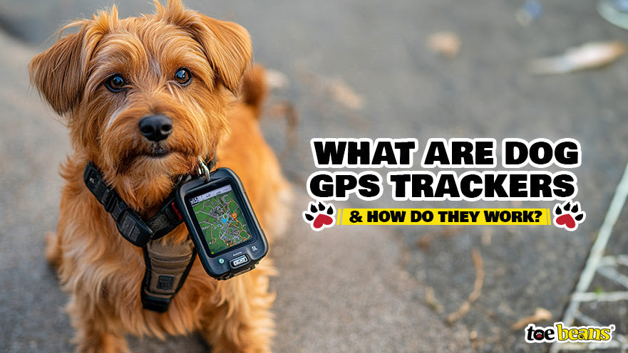 What Are Dog GPS Trackers and How Do They Work? - toe beans