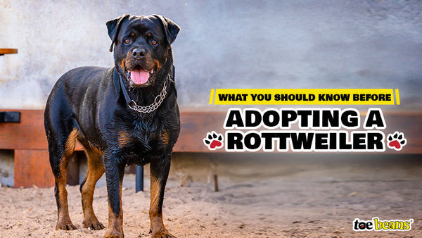 What You Should Know Before Adopting a Rottweiler - toe beans