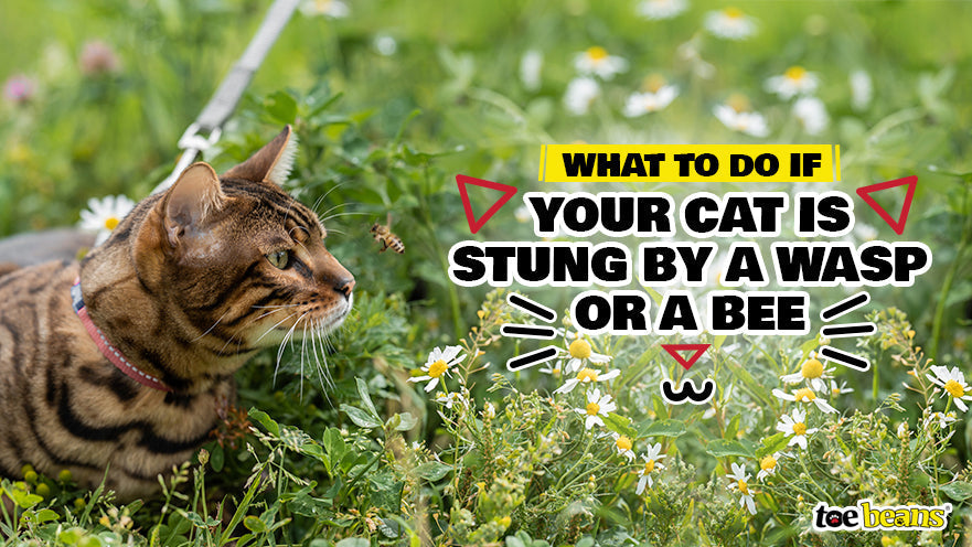 Guide: What to Do if Your Cat is Stung by a Wasp or a Bee - toe beans