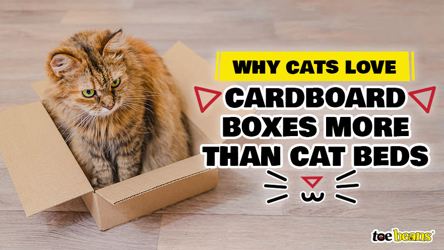 Why Cats Love Cardboard Boxes More Than Cat Beds - toe beans